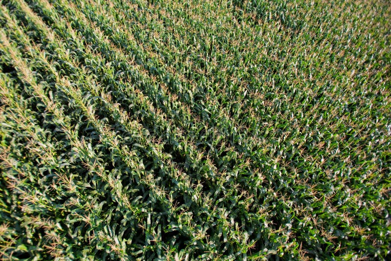 Aerial View of Farmers Field. Stock Image - Image of horizon, focus ...