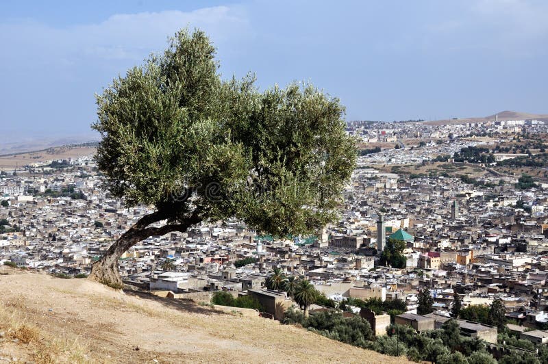 Aerial View of Fez stock image. Image of tree, aerial - 24407061
