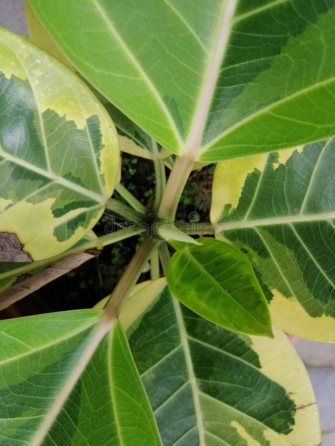 Aerial View of Ficus Elastica or Rubber Plant. Stock Image - Image of ...