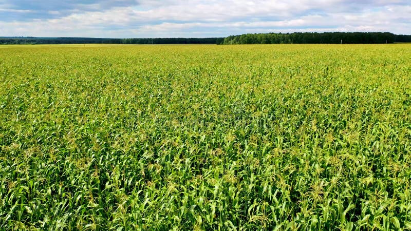 Aerial View of a Field of Genetically Modified Corn. the Concept of Solutions To the Problems of ...