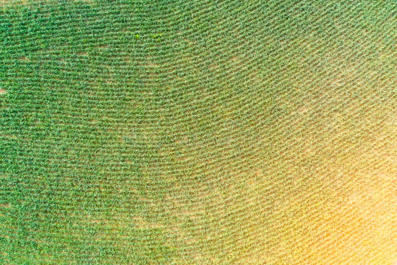 Aerial View of Field Growing Planting Rows of Corn Crops Stock Photo ...