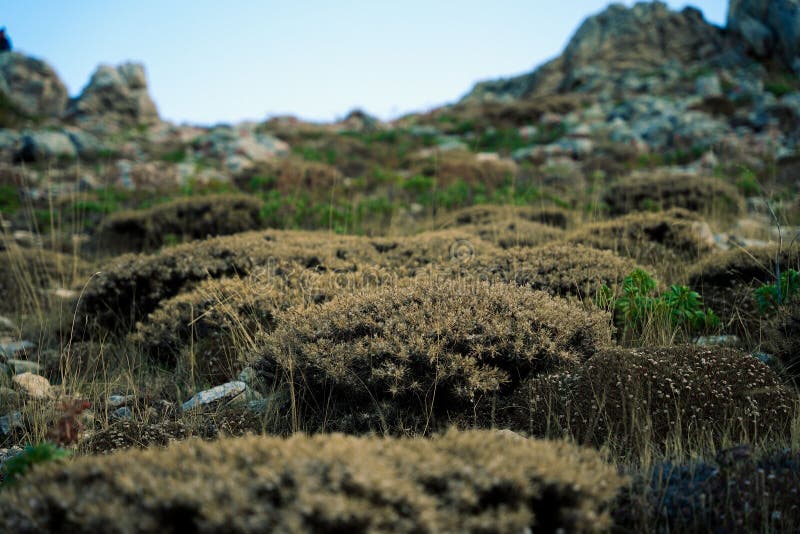 Aerial View of Field Growing Plants Stock Photo - Image of growth, view ...