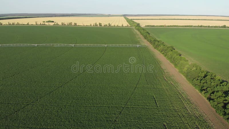 Aerial View Field with Rows of Corn and Center Pivot Irrigation System ...