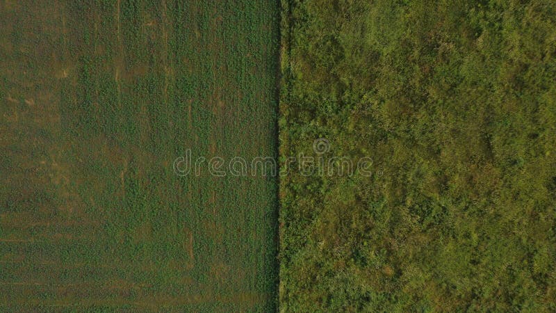 Aerial View of a Field with Slightly Wind, Vertical Tracking Shot Made ...