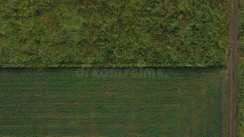 Aerial View of a Field with Slightly Wind, Vertical Tracking Shot Made ...