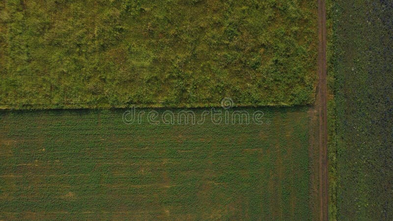 Aerial View of a Field with Slightly Wind, Vertical Tracking Shot Made ...