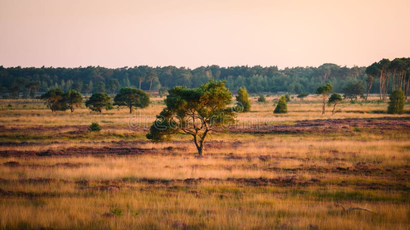 Aerial View of Field Surrounded by Trees Stock Image - Image of travel ...