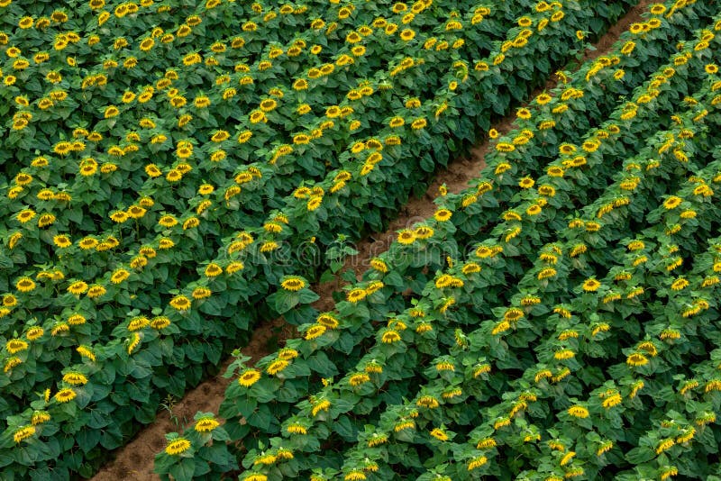 Aerial View of a Field of Yellow Sunflowers Stock Image - Image of ...
