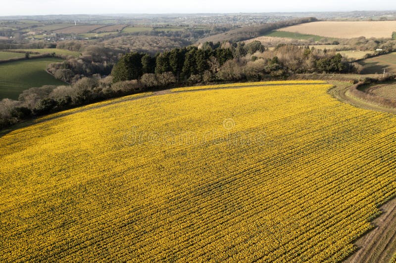 Aerial View of Fields of Daffodils in Cornwall Stock Photo - Image of ...