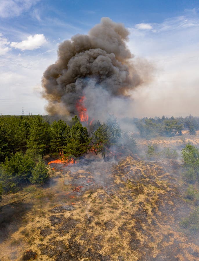 Aerial View of a Fire in a Pine Forest. Disaster Filming by Drone Stock ...