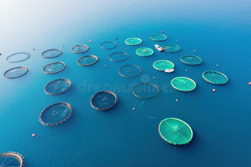 Aerial view of fish farm stock photo. Image of cultivation - 272313614