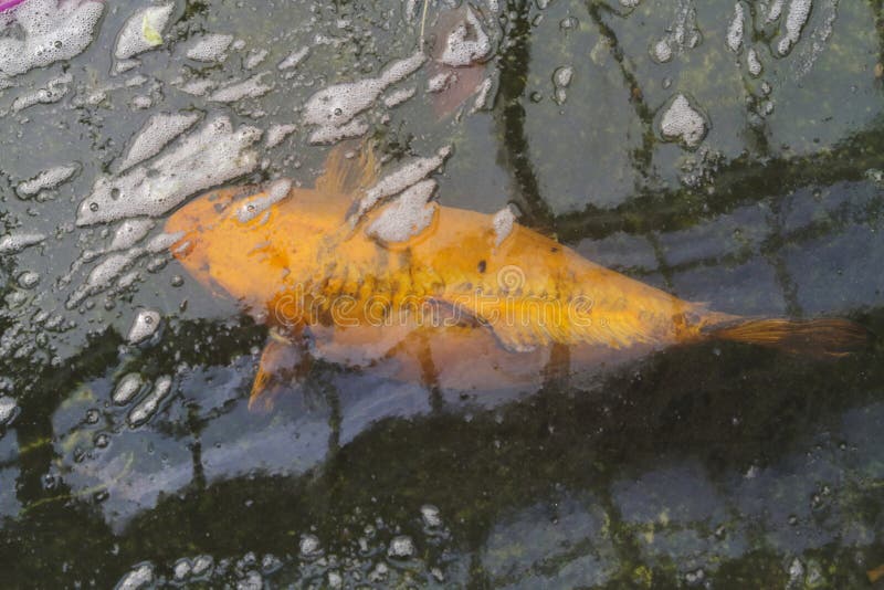Aerial view of a fish stock image. Image of animal, wild - 197061411