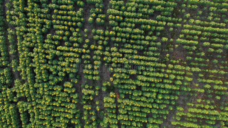 Aerial View. Flight Over the Sunflower Field. Sunflower Matrix Abstract ...