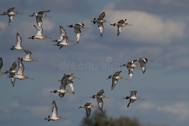 Aerial View of Flock of Black-Tailed Godwit Stock Photo - Image of ...