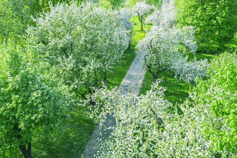 Aerial View of Flowering Fruit Trees in Apple Orchard Stock Photo ...
