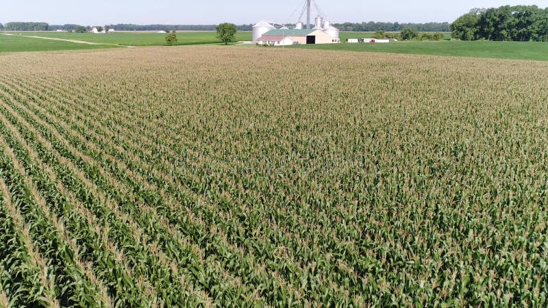 Aerial View Flying Over Corn and Soybean Fields and Farms Smyrna ...