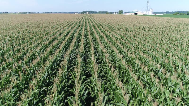 Aerial View Flying Over Corn and Soybean Fields and Farms Smyrna ...