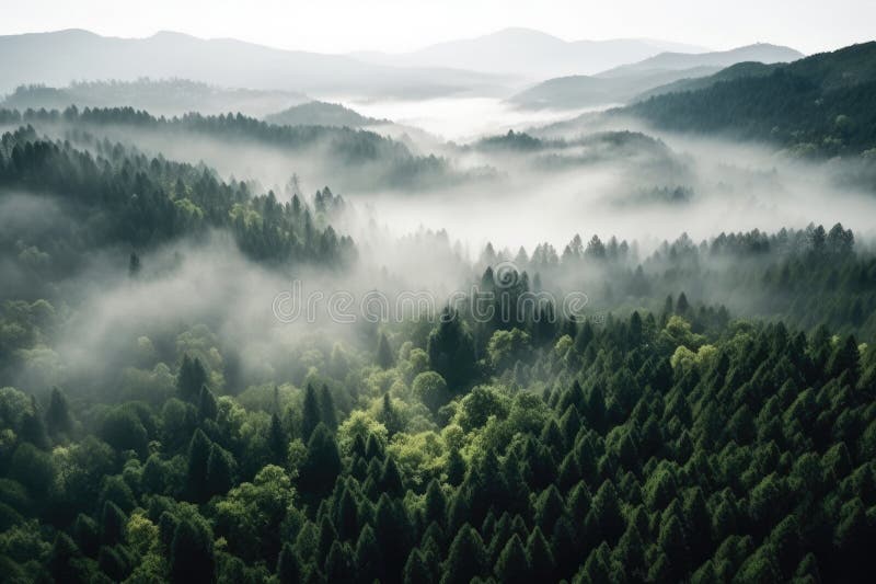 Aerial View of Foggy Forest, AI Generated Stock Image - Image of ... Aerial View of Foggy Forest, AI Generated Stock Image - Image of ...