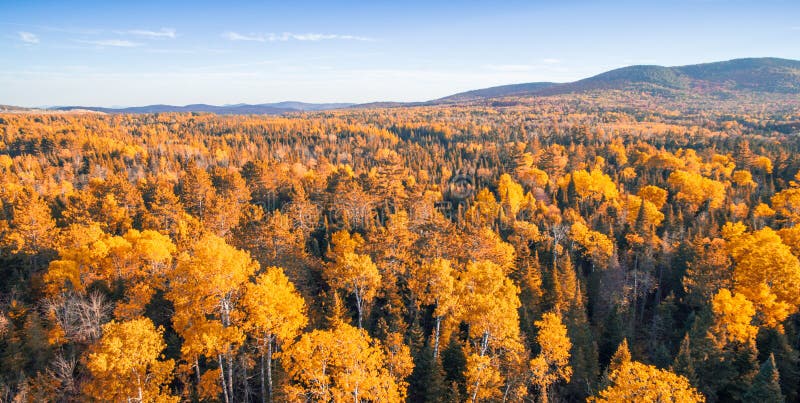 Aerial View of Foliage Forest. Trees in Autumn from Drone Viewpoint ...