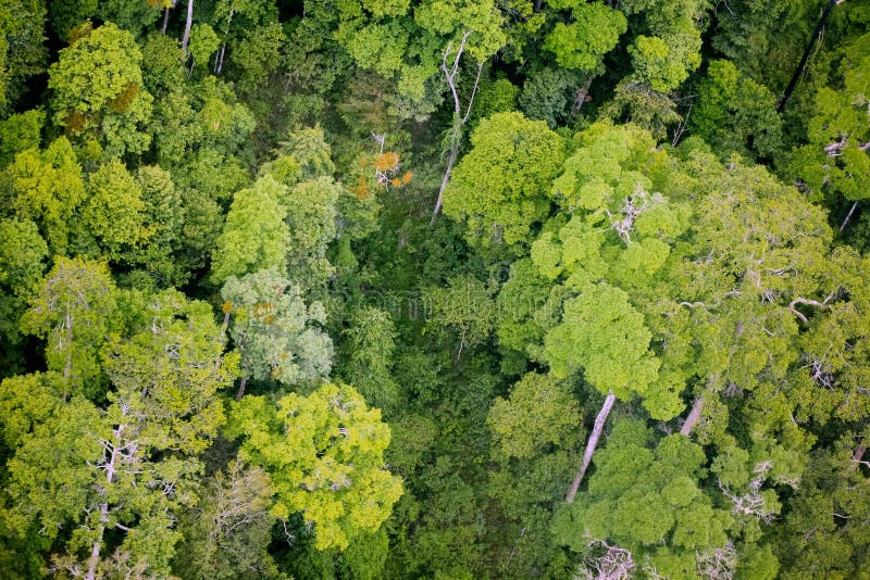 Aerial view forest stock image. Image of bush, asia, growth - 57598469