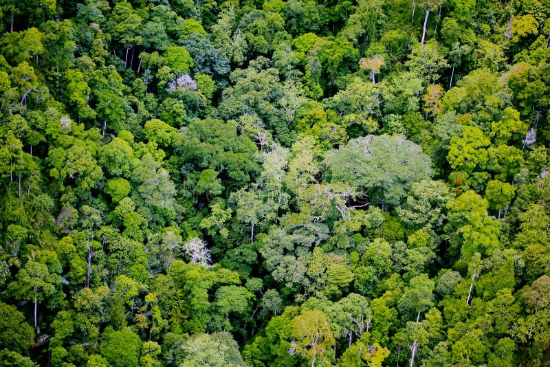 Aerial view forest stock photo. Image of lush, asia, mountain - 57599032