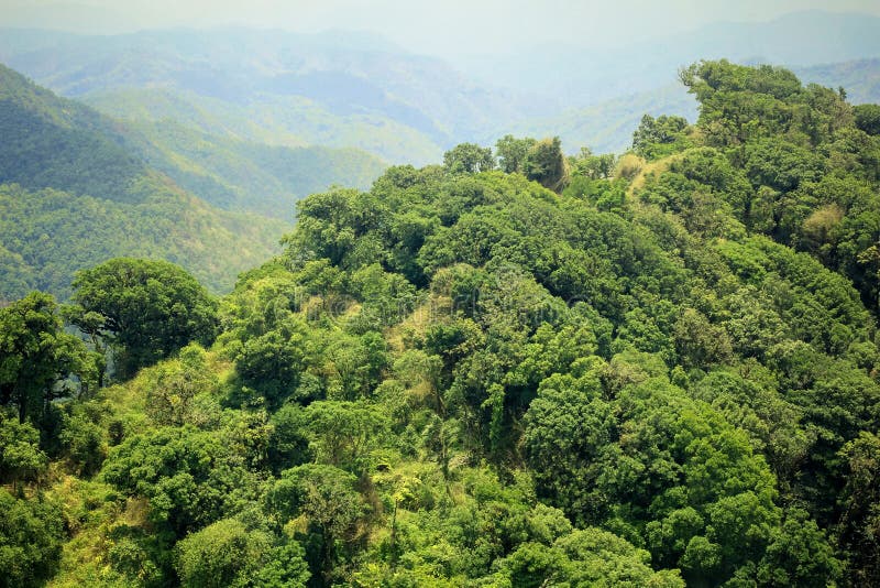 Aerial view forest stock photo. Image of manchinchang - 57599318