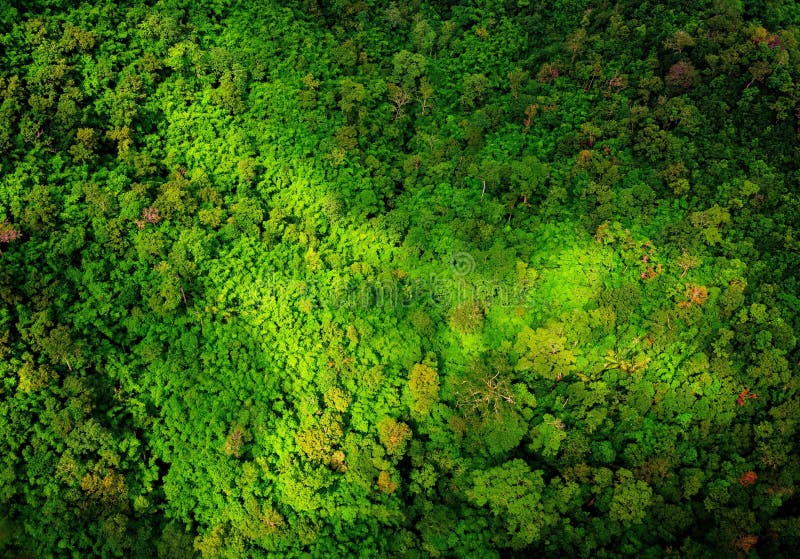 Aerial view of forest stock image. Image of forest, sunlight - 82911257