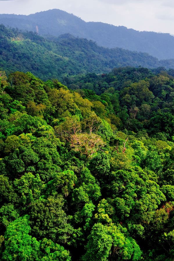 Aerial view of forest stock photo. Image of season, travel - 82911300