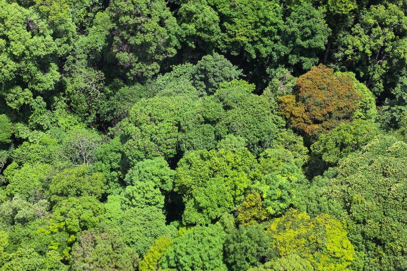 Aerial view of forest stock photo. Image of angle, abstract - 98224738