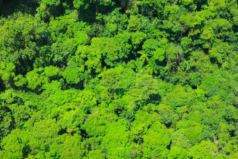 Aerial view of forest stock photo. Image of tranquil - 98224794