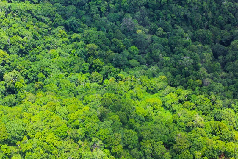 Aerial view of forest stock image. Image of evergreen - 98224927
