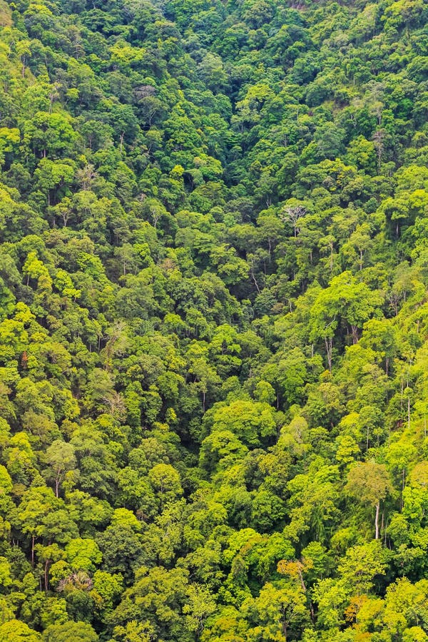 Aerial view of forest stock image. Image of environment - 98230403