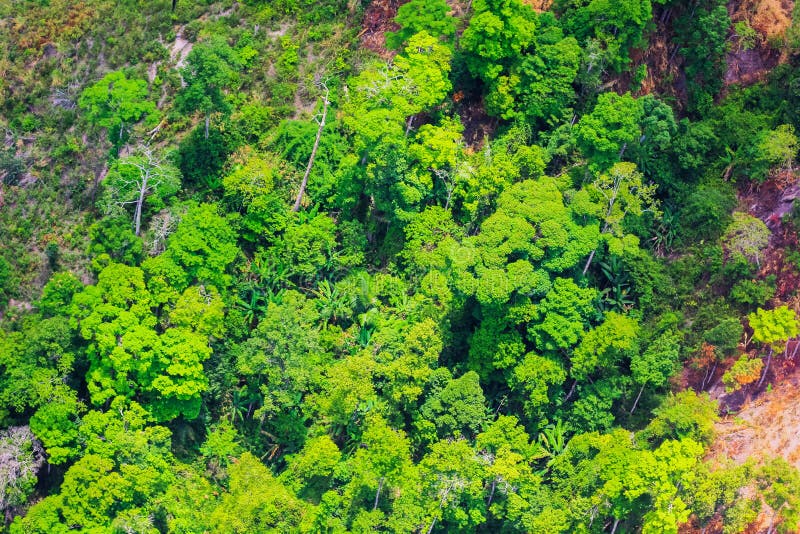 Aerial view of forest stock image. Image of path, forest - 98230409