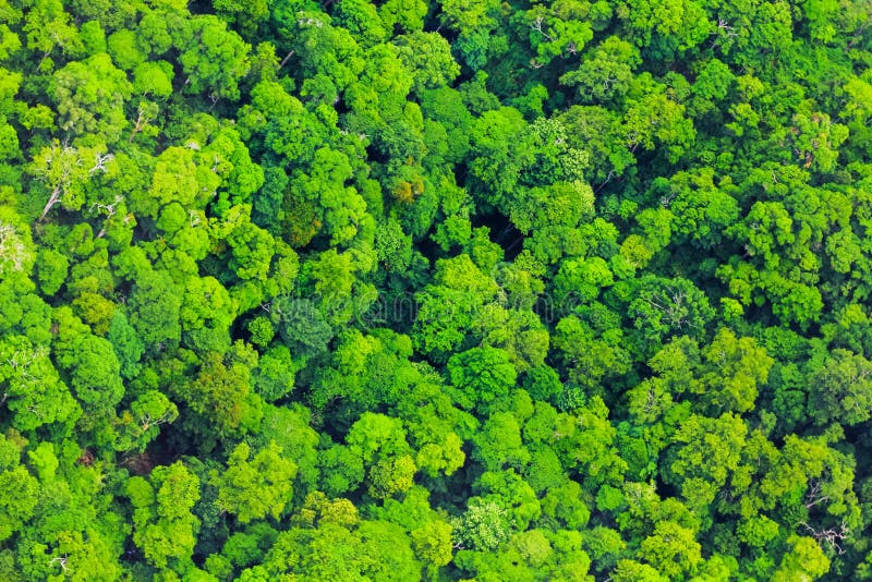 Aerial view of forest stock photo. Image of abstract - 98230718