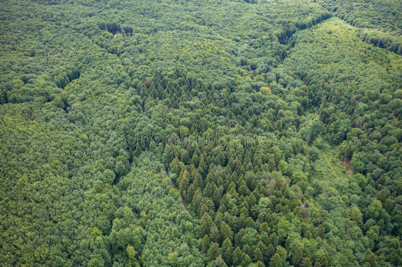 Aerial view on forest stock photo. Image of garden, airplane - 234356726