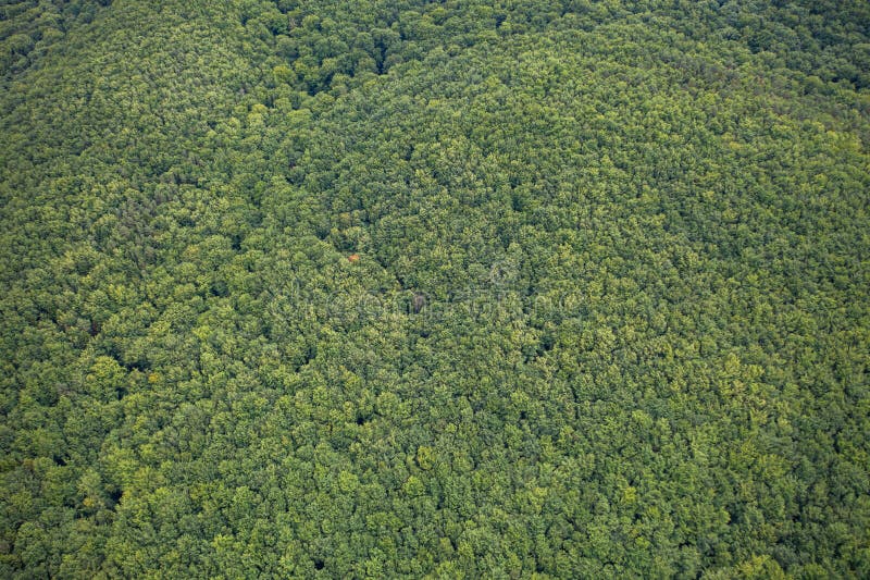 Aerial view on forest stock photo. Image of park, panoramic - 234356946