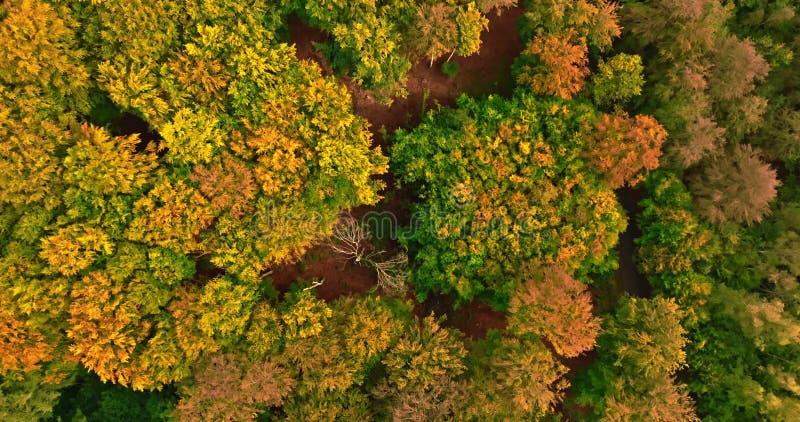 Aerial View of Forest in Autumn, Top Down View Stock Video - Video of ...