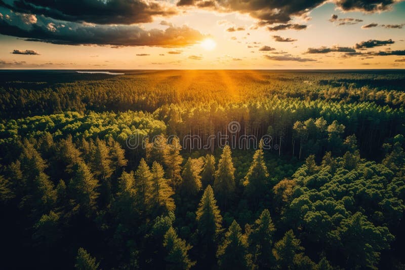 Aerial View of a Forest Bathed in Summers Warm Sunlight Stock ...