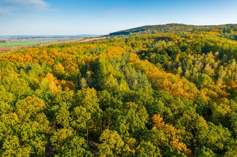 Aerial View of Forest with Beautiful Autumn Colours. Top of the Trees ...