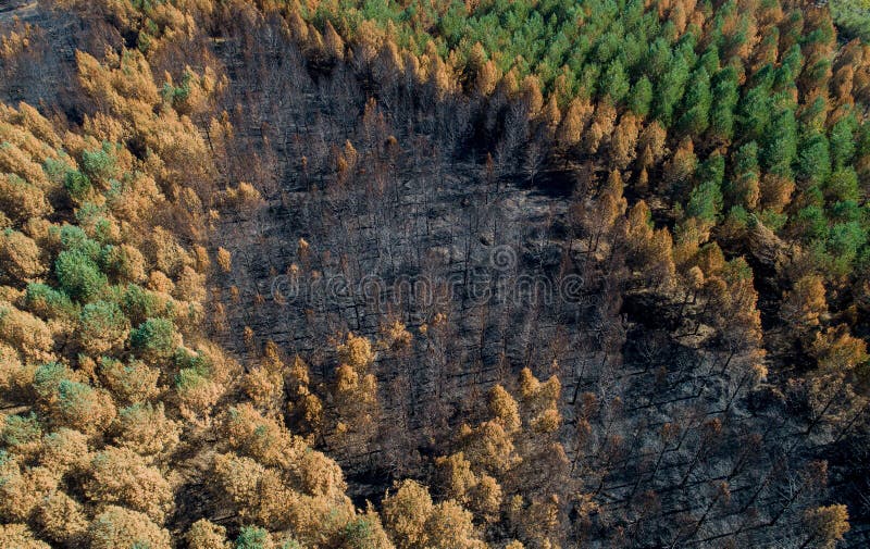 Aerial View of a Forest Burned by Fire Stock Image - Image of ...
