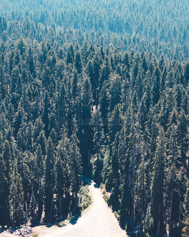 Aerial View of Forest with Dense Trees Stock Photo - Image of leaves ...