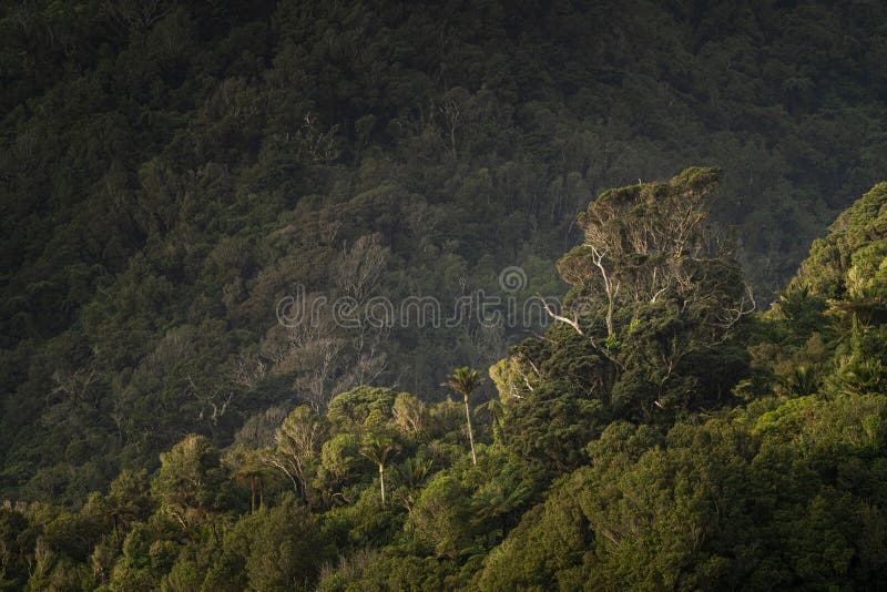 Aerial View of Forest with Dense Trees Stock Photo - Image of ecology ...