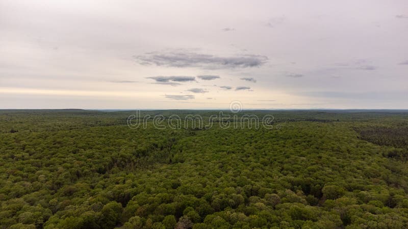 Aerial View of Forest with Dense Trees during Sunset Stock Photo ...
