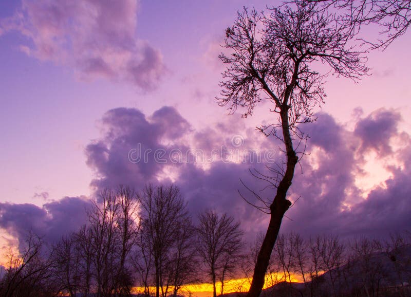 Aerial View of Forest with Dense Trees during Sunset Stock Photo ...
