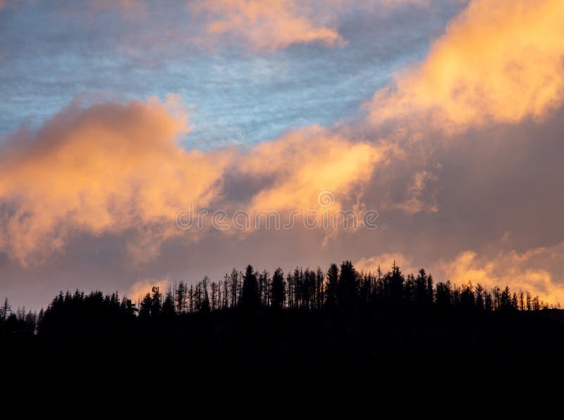 Aerial View of Forest with Dense Trees during Sunset Stock Image ...