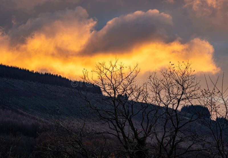 Aerial View of Forest with Dense Trees during Sunset Stock Photo ...