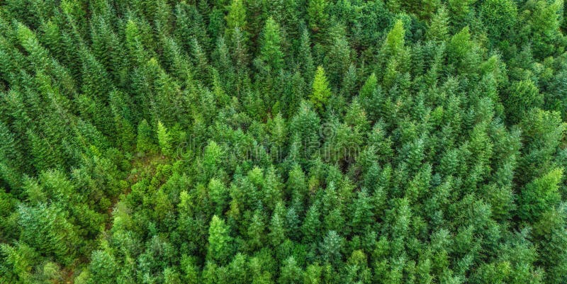 Aerial View of Forest,ecosystem and Healthy Environment Stock Image ...