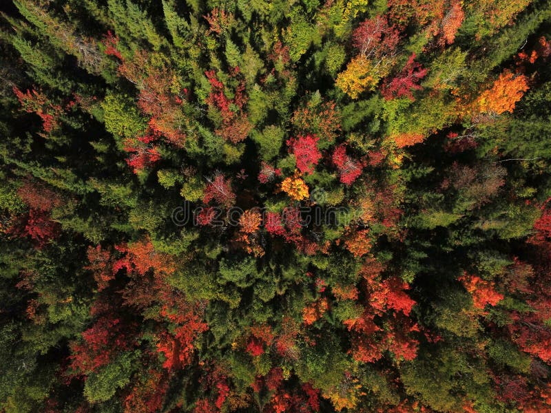 Aerial View of Forest during Fall Stock Photo - Image of hills, nature ...