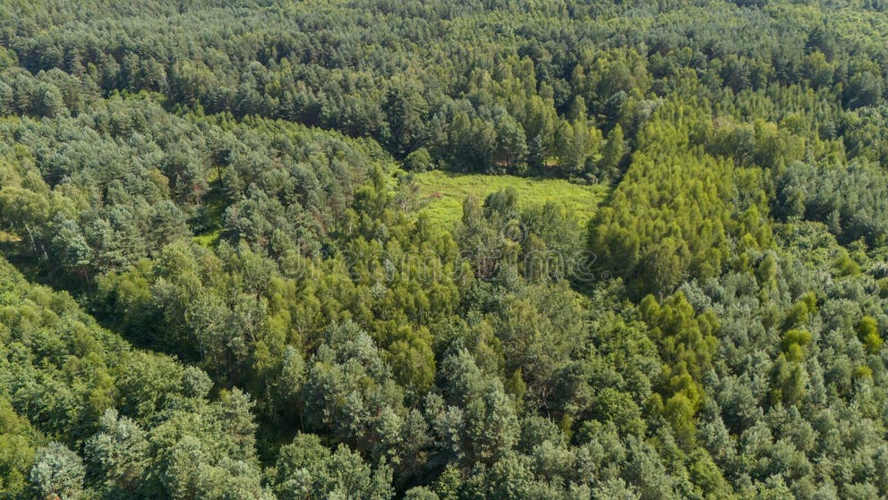 Aerial View of Forest. Full Frame. Closeup Top View of Green Forest ...