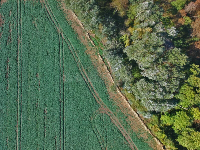 Aerial View on Forest and Green Field Divided by Field Road. Stock ...